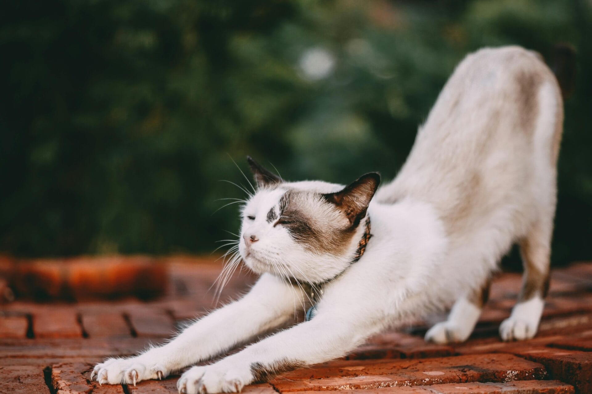 Static Stretching Explained and Why It’s Essential for Everyone ...