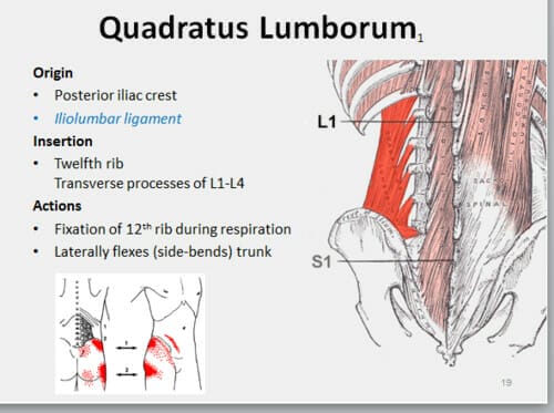 QL muscle release - Exercise for low back pain - Physio Prescription